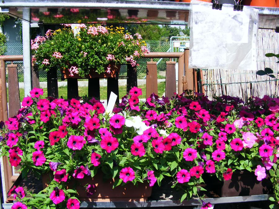 Balkónové kvety, Zahradníctvo Klívia