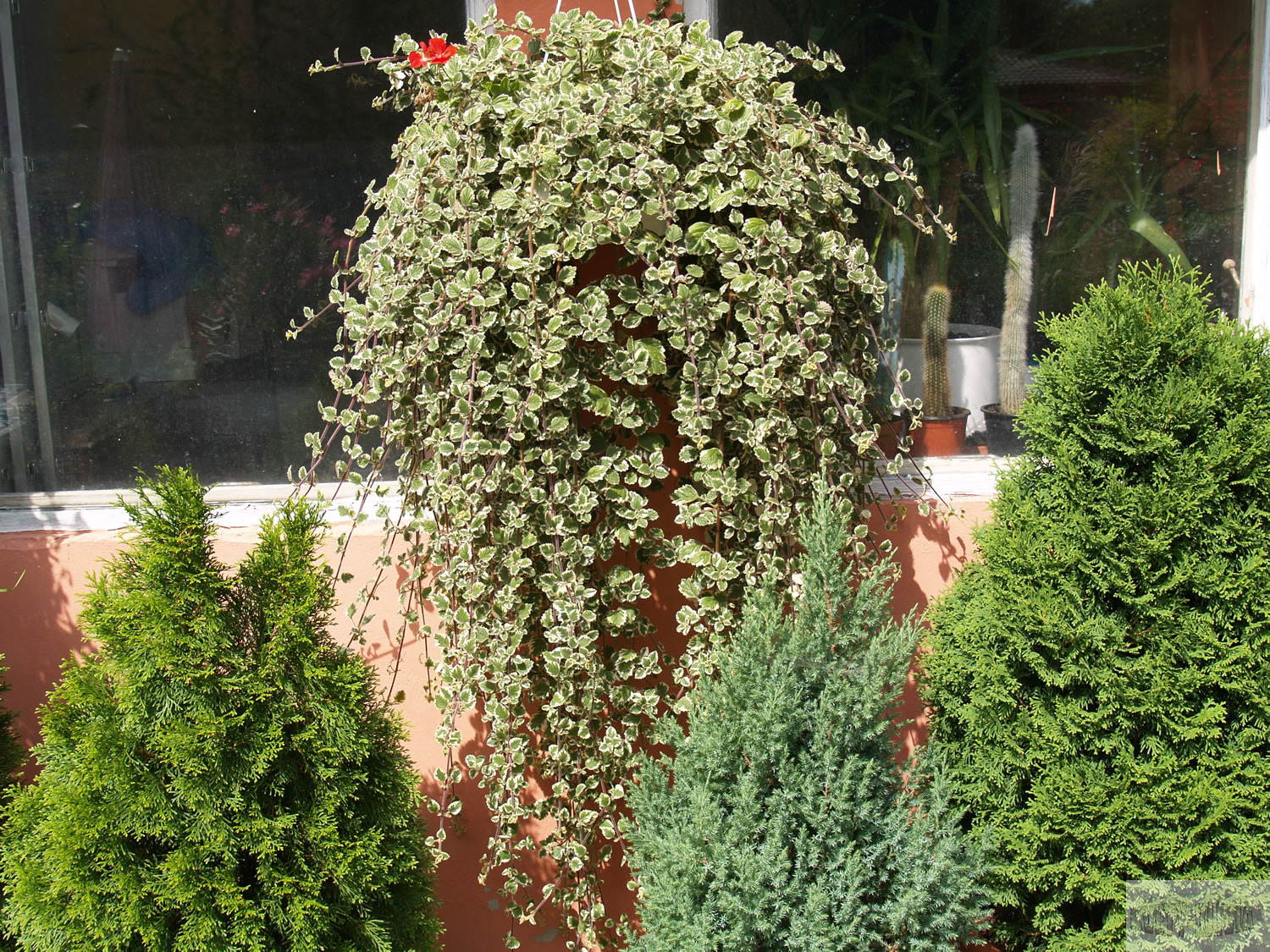 Balkónové kvety, Zahradníctvo Klívia